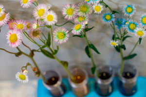 Awesome Plant Activities: Botany and Gardening for Kids - STEMtropolis